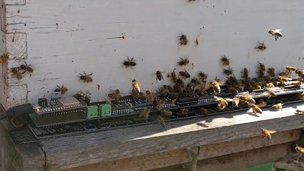 The Easy Bee Counter Measures Hive Health with Adafruit Boards ...