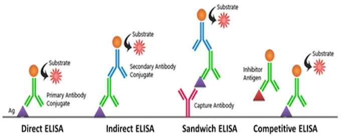 What Are The Different Types Of Elisa