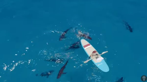Mark Rober Used Adafruit Components to Put Sharks to the Test (Again ...