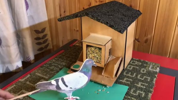 Raspberry Pi-Powered Feeder Puts Pigeons' Intelligence to the Test ...