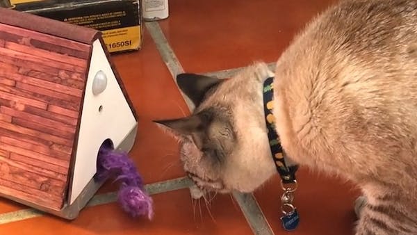 Alexa-Linked Cat Toy Uses a Raspberry Pi to Entertain, Bemuse a Maker's ...