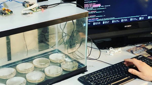 Oasis Gardens' Raspberry Pi-Powered Smart Farming System Shows Its Worth for Mycologists ...