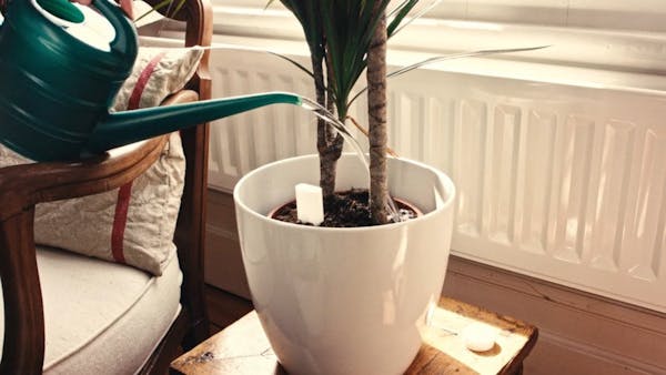 Bloom Aims to Bring Smarts to Your Garden and Houseplants — with Up to ...