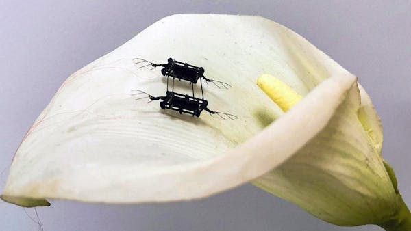 MIT Breakthrough Gives Insect-Sized Drones a Carrying Capacity Nearly ...
