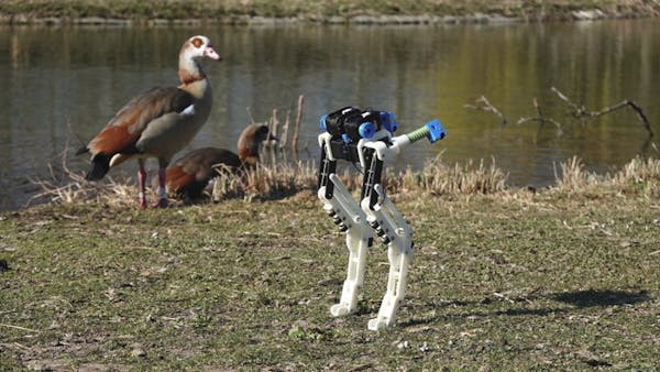 BirdBot Uses Dinosaur, Bird-Inspired Design to Dramatically Improve ...