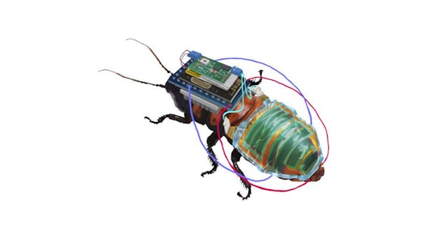 This Cyborg Cockroach Carries a 3D-Printed Flexible Backpack with Tiny ...