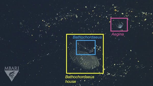 FathomNet Aims to "Enable Artificial Intelligence in the Ocean" with an Open Source Image ...