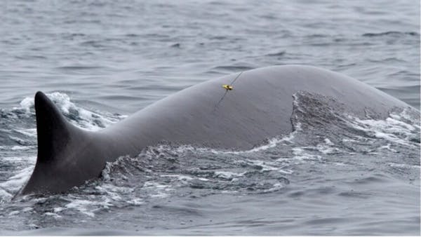 Satellite-Linked Tag Improves Long-Term Whale Tracking - Hackster.io