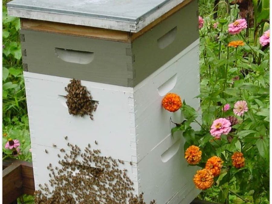 Connected hive using MKRWAN 1310 - Hackster.io