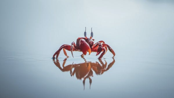 Crab-Batteries, Upcycled From Waste Shells, Could Be the Eco-Friendly ...