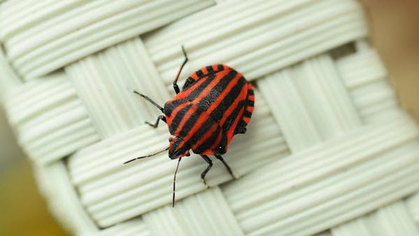 D2X Looks to Boost Domain-Specific Language Use by Making Debugging Accessible to All - Hackster.io