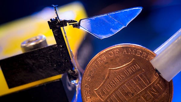 Tiny Robotic Insects Shine a Light on an Evolutionary Mystery, Through ...