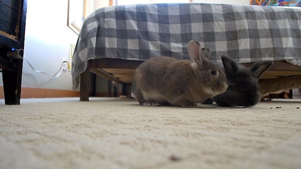 Ryan Walker Turns a Raspberry Pi-Powered EdgePi Into a Machine Learning Bunny Feeding Device ...