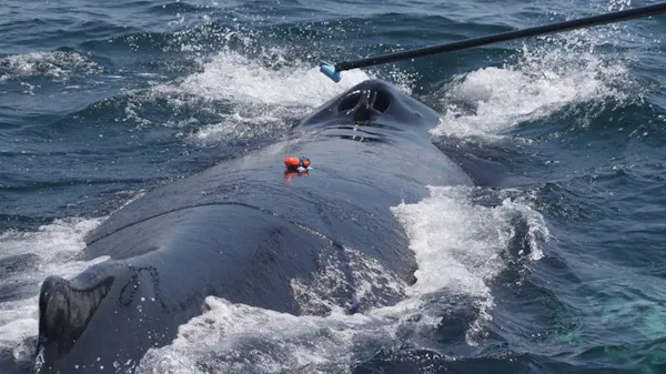 Undersea "Caller ID" Can Pinpoint Exactly Which Whale Is Calling ...