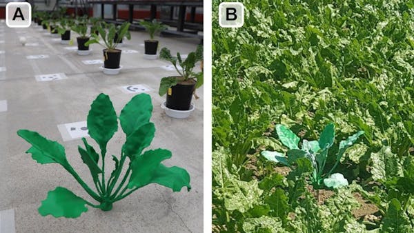 This 3D-Printed "Reference Sugar Beet" May Rework Crop Phenotyping ...