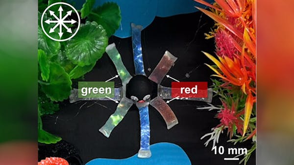 The Octopus-Inspired OCTOID Is a Soft Robot That Can Move, Grab, and ...