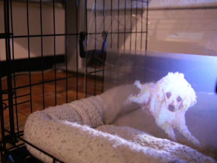 Good Boy, Sammy - Hackster.io