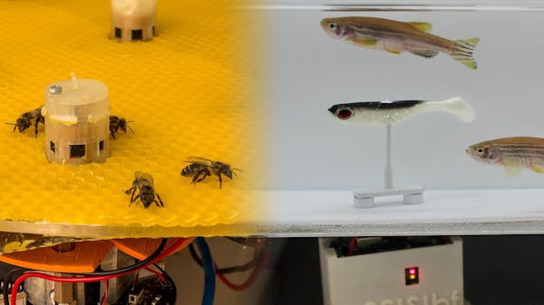 Robots Bridge the Communication Gap Between Bees and Fish - Hackster.io