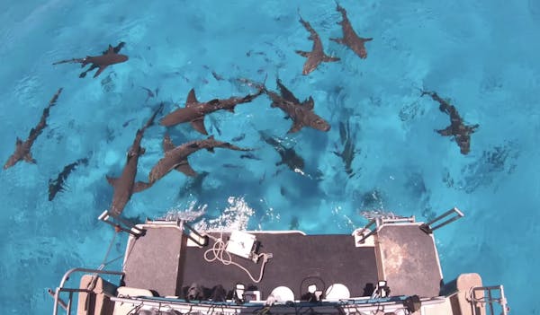 Mark Rober Finds Out If Sharks Can Really Smell a Drop of Blood From a ...