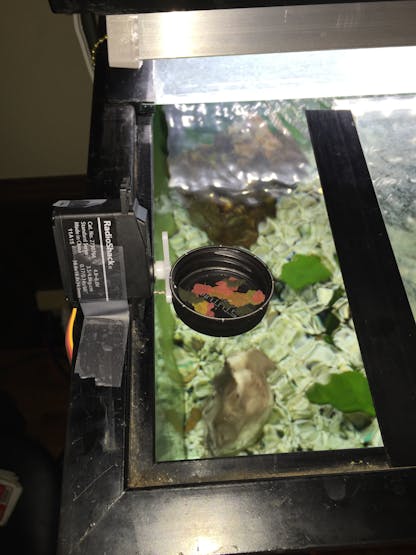 Fishy Feeder - Hackster.io